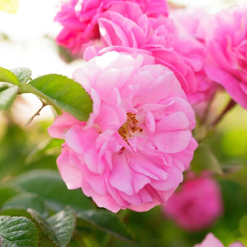 Roos 'Pink Cloud'